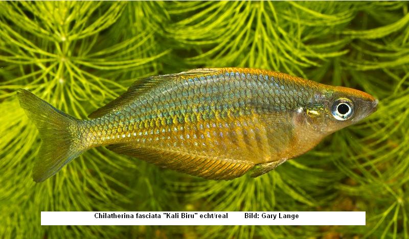 Chilatherina fasciata „Kali Biru“